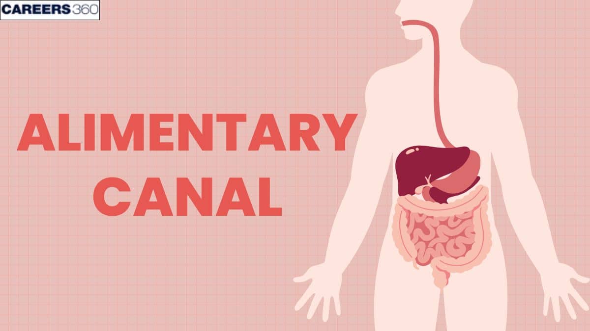 Alimentary canal - Example, Defination, Diagram