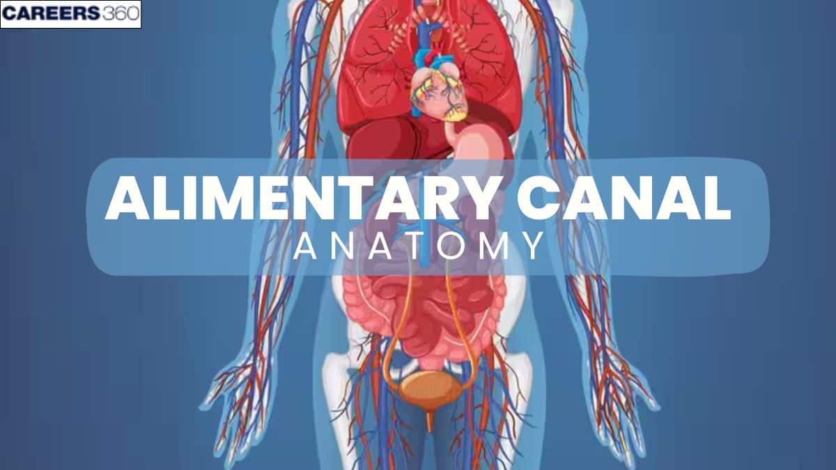 Alimentary Canal - Anatomy, Structure, Functions, Types