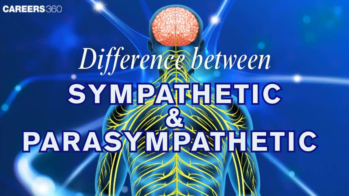 Difference Between Sympathetic And Parasympathetic Nervous System ...