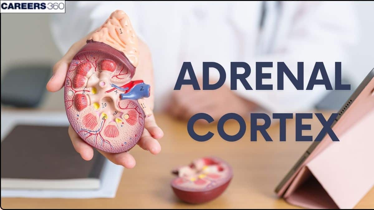 Adrenal Cortex: What It, Function, Hormones, Disorders, Topic
