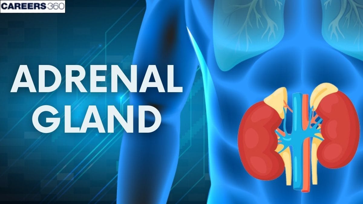 Adrenal Gland- Definition, Function, Hormones, & Disorders
