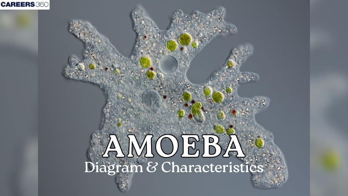 Amoeba Diagram & Characteristics