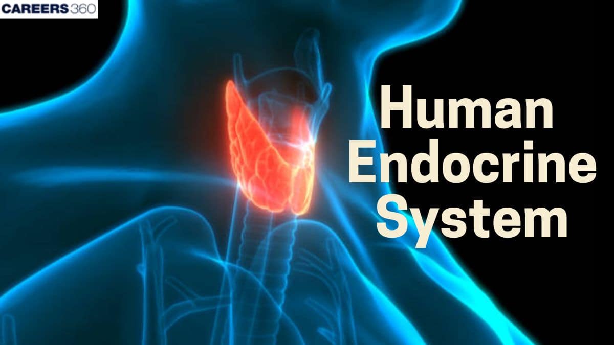 Endocrine System - Functions, Organs, Conditions