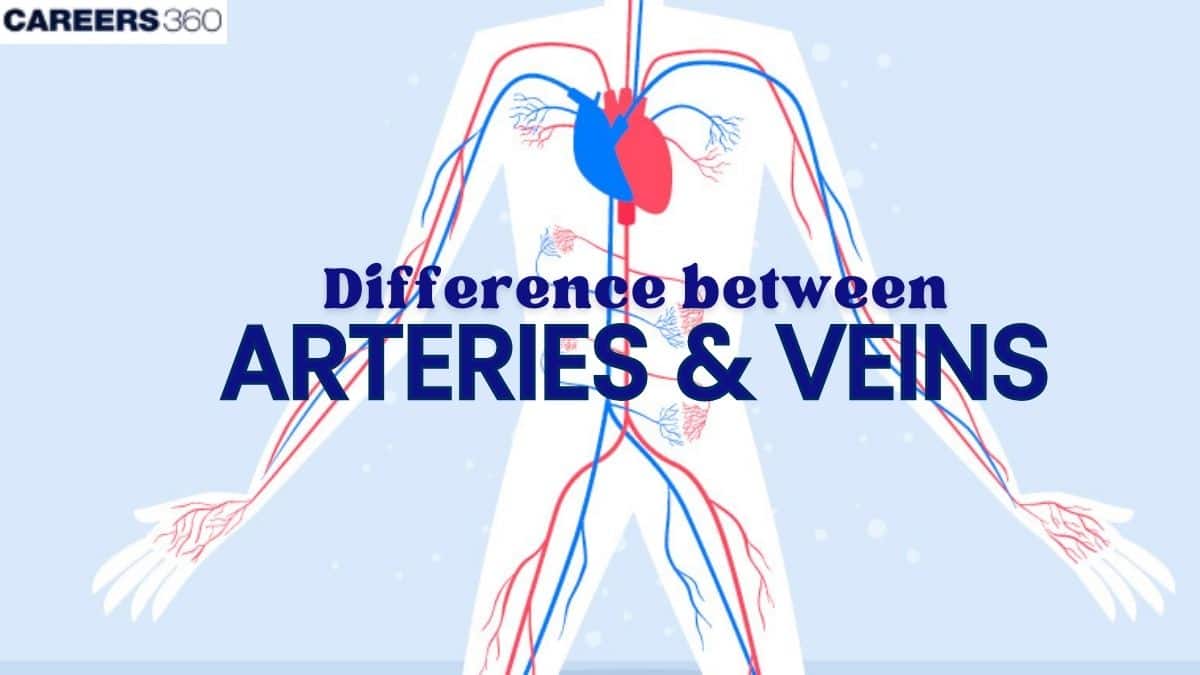 Difference Between Arteries and Veins: Structure, Types & Differences