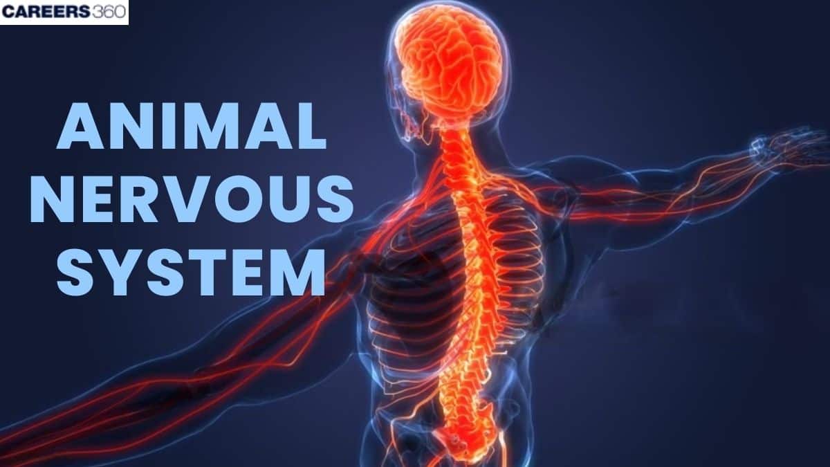 Animals-Nervous System: Definition, Structure & Function