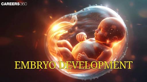 Embryo Development- Definition, Stages, Types and Examples