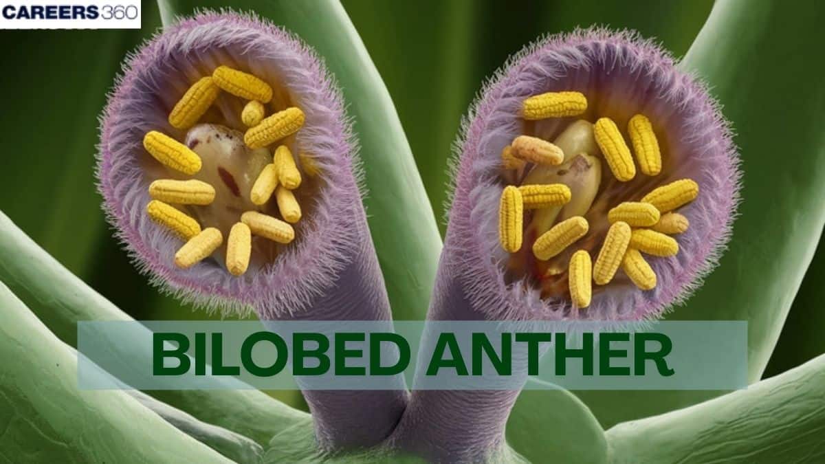 Bilobed Anther - Structure of an Anther
