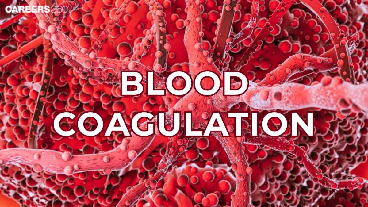 Blood Coagulation: Definition and Process