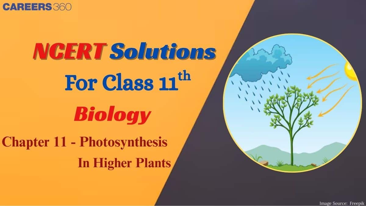 NCERT Solutions for Class 11 Biology Chapter 11 - Photosynthesis in ...
