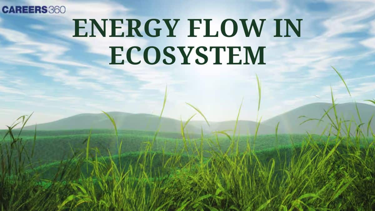Energy Flow in Ecosystem - Definition, Process, Importance, Food Chain ...