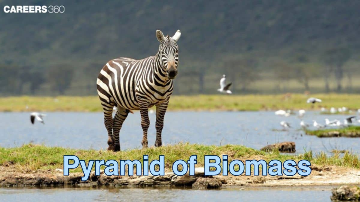 Pyramid of Biomass: Definition, Examples, Examples, Function, FAQs