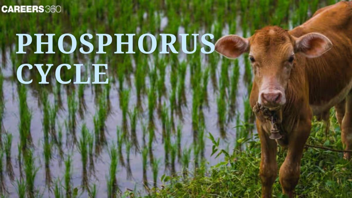 Phosphorus cycle: Definition, Steps, Examples, Importance, Topics