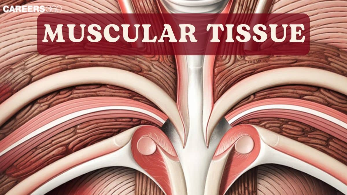 Muscular tissue - Overview, Structure, Properties & Uses