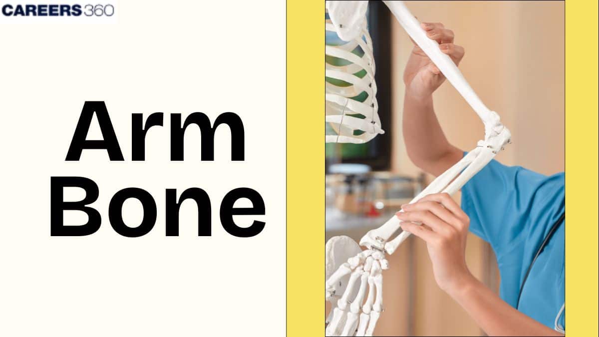 Arm Bone diagram: Radius, Proximal, Function, Humerus