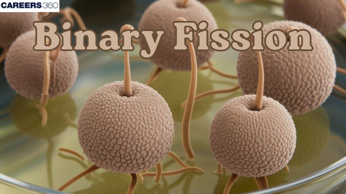 Binary Fission: Prokaryotic, Asexual, Reproduction, Definition, Steps ...