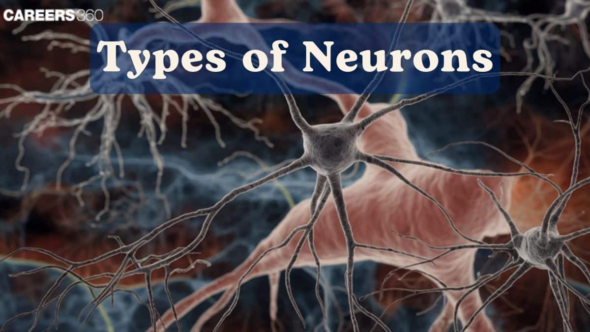 Types of Neurons