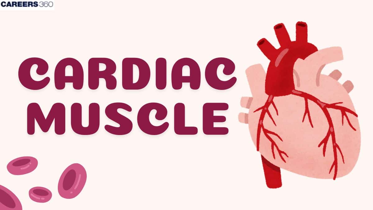 Cardiac Muscles