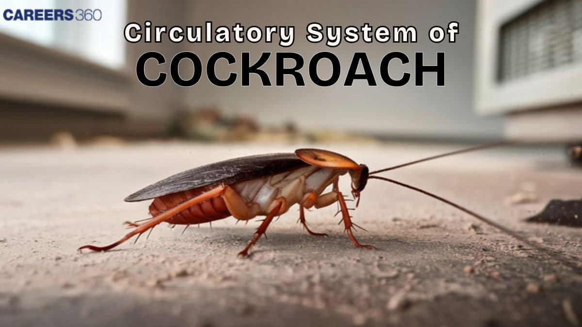 Circulatory System Of Cockroach