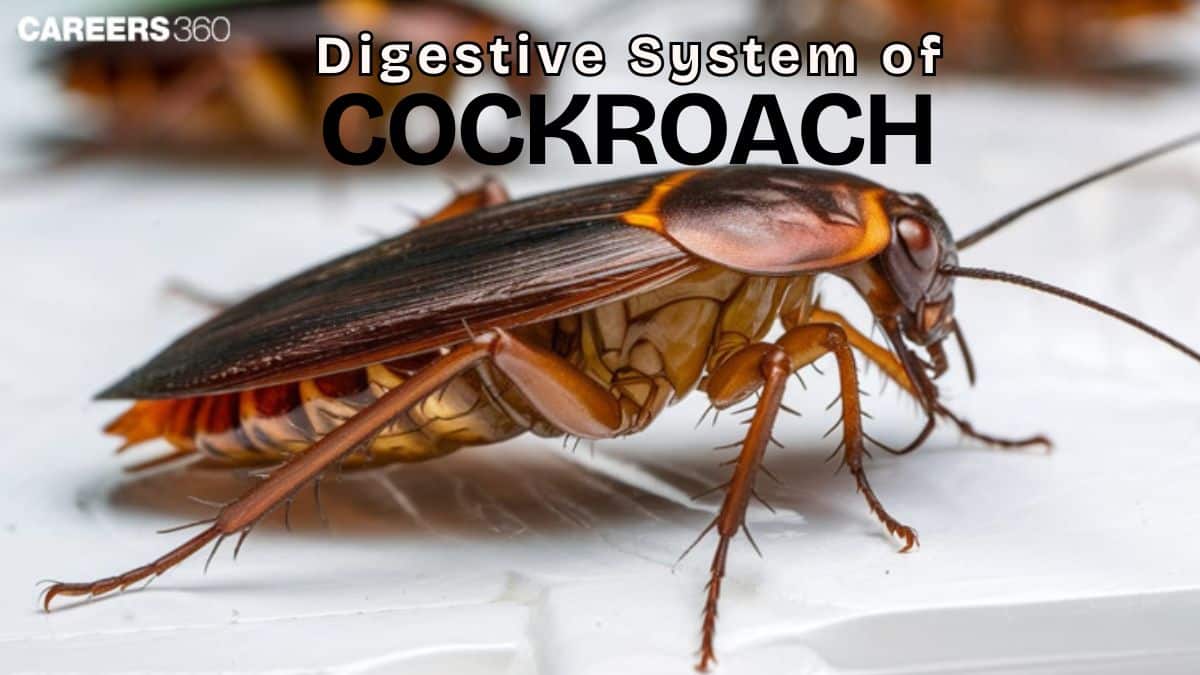 Digestive system Alimentary Canal Of Cockroach
