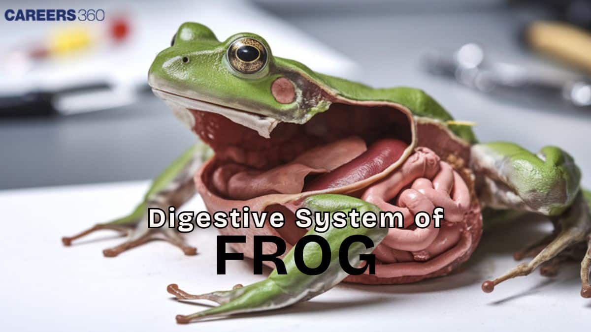Digestive System of Frog