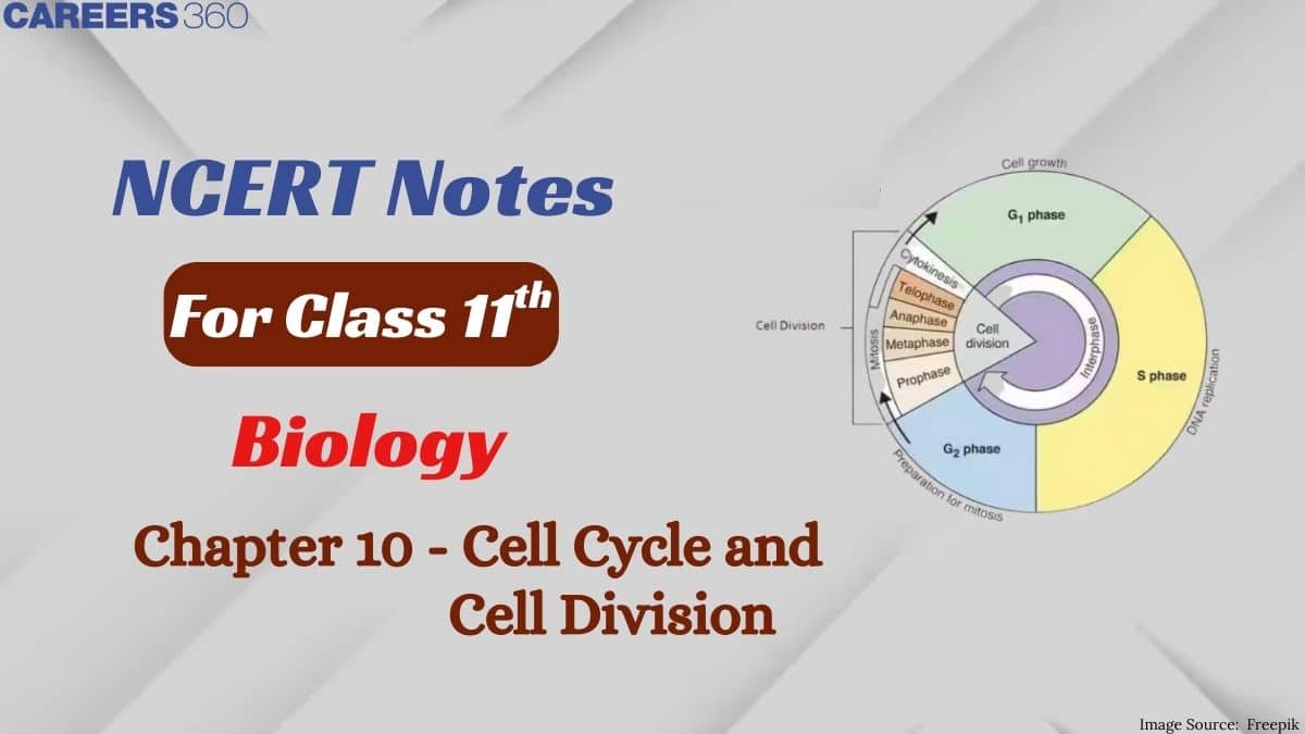 NCERT Class 11 Biology Chapter 10 Notes Cell Cycle And Cell Division ...