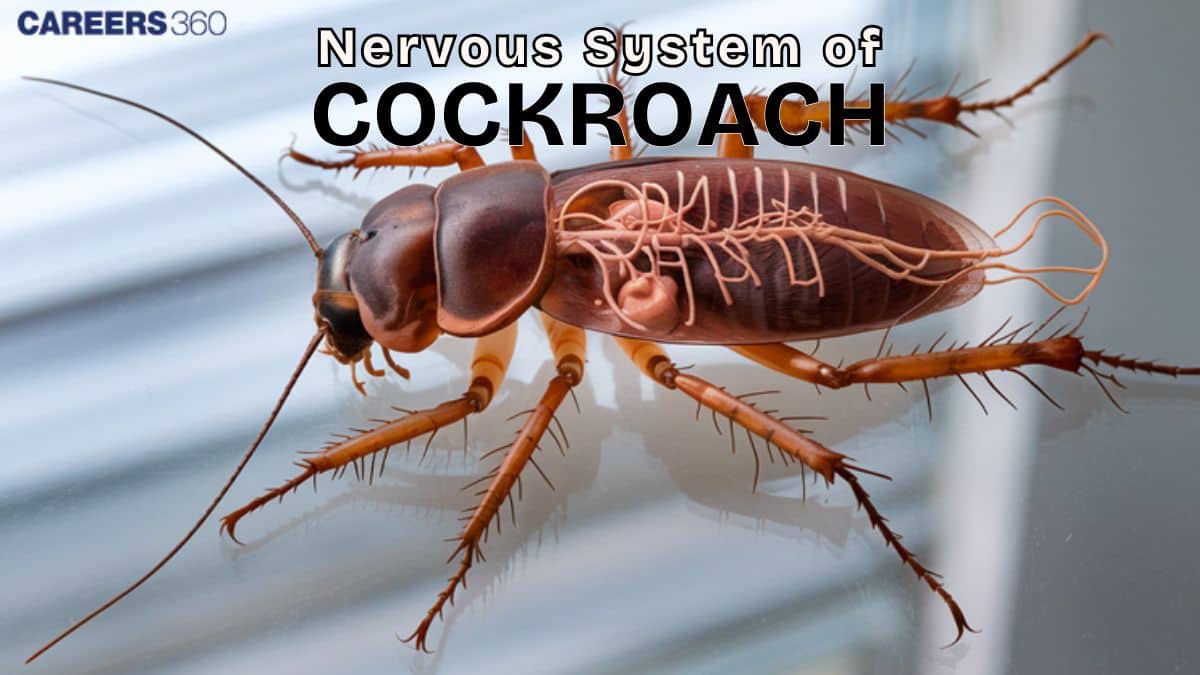 Nervous System Of Cockroach
