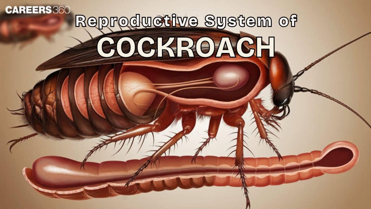 Reproduction System Of Cockroach