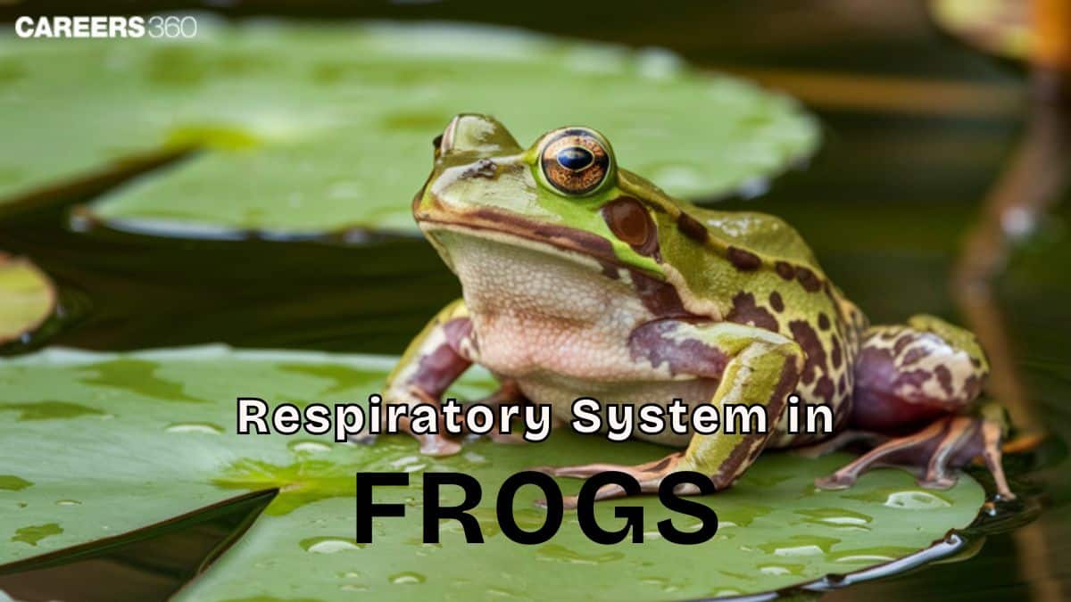 Respiratory System in Frogs
