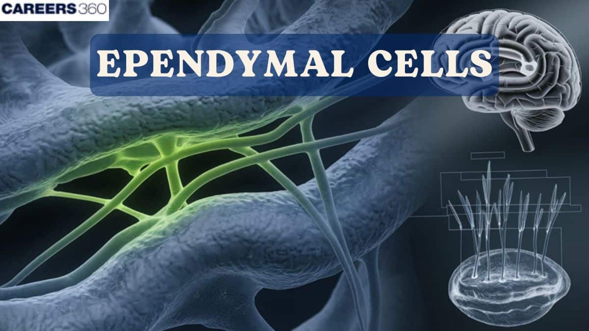 Ependymal Cells