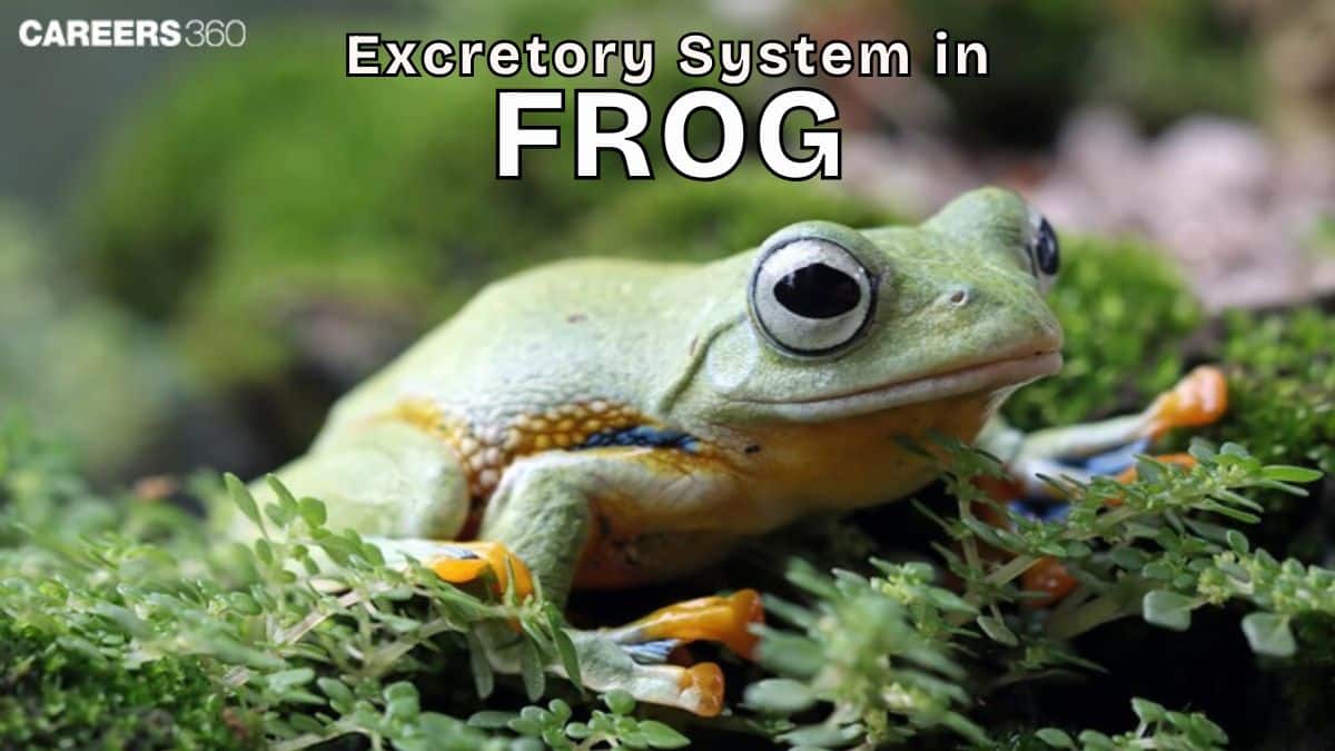 Excretory System in Frog