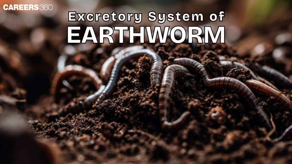 Excretory system of Earthworm