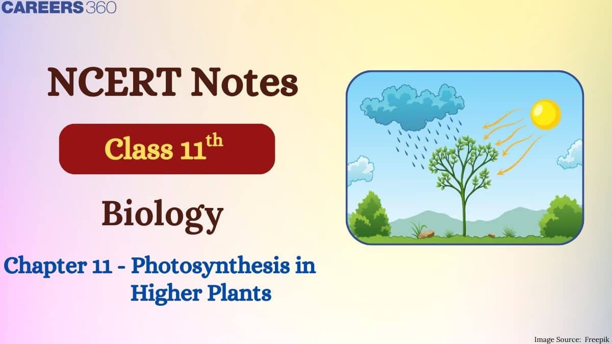 NCERT Class 11 Biology Chapter 11 Notes Photosynthesis In Higher Plants ...