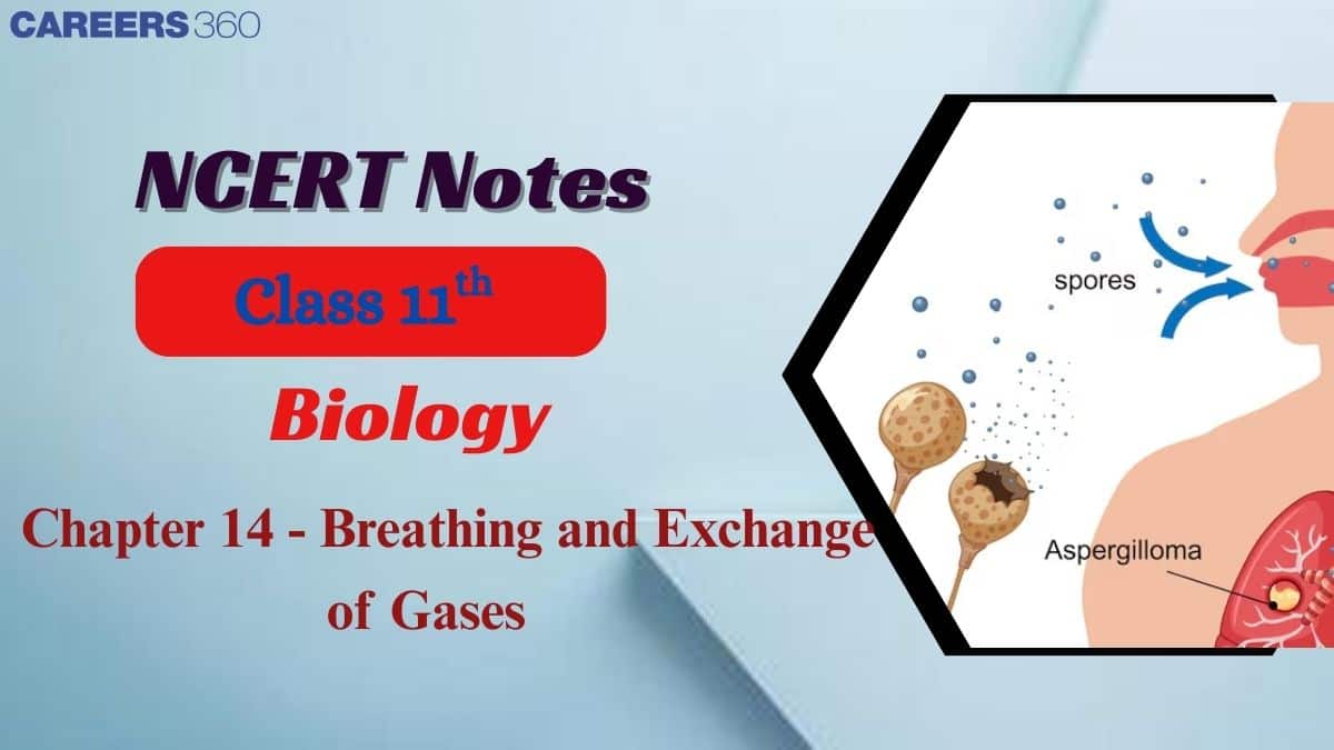 NCERT Class 11 Biology Chapter 17 Notes Breathing And Exchange Of Gases ...