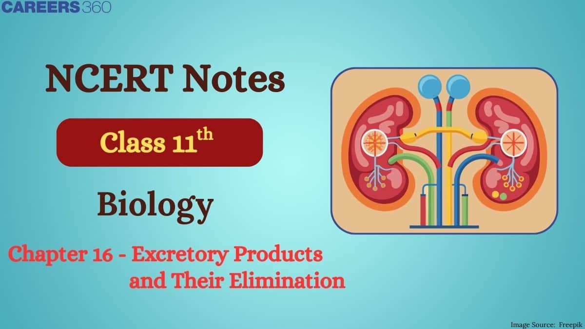NCERT Class 11 Biology Chapter 16 Notes Excretory Products And Their ...
