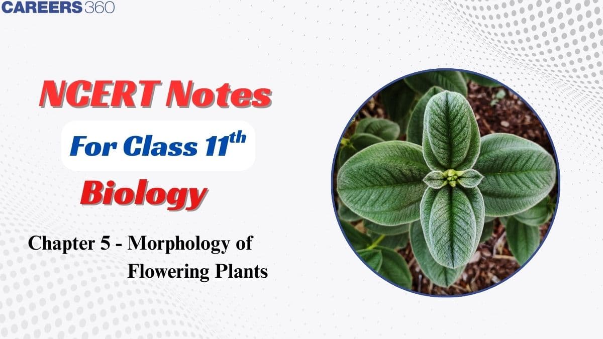 NCERT Class 11 Biology Chapter 5 Notes Morphology Of Flowering Plants ...