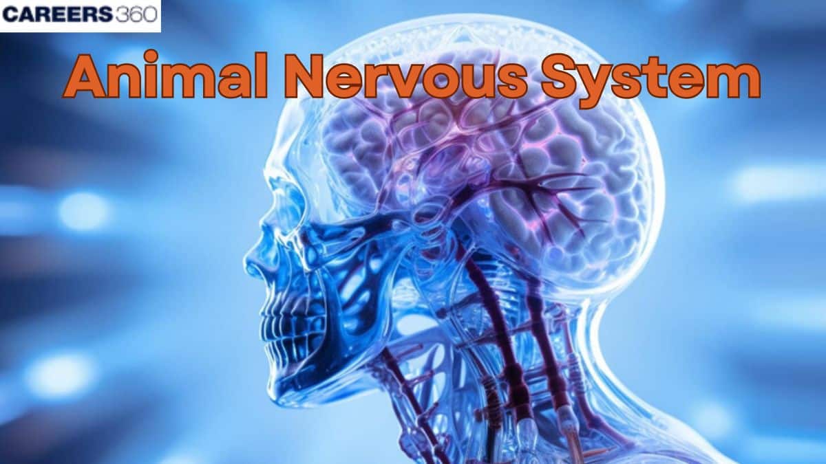 Animals-Nervous System: Definition, Structure & Function