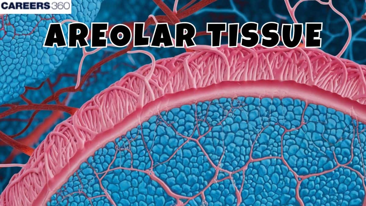 Areolar Tissue: Structure, Functions, Location, MCQs & Exam Guide 2025 ...
