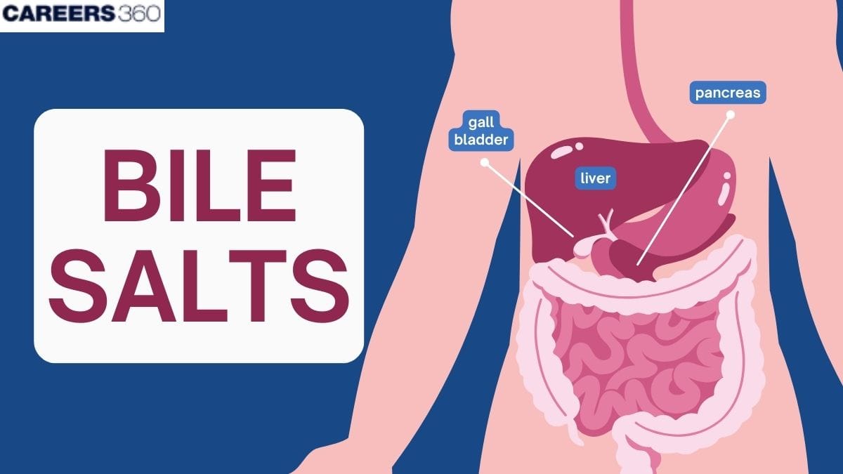 Bile Salts: Overview, Function, Benefits, Topics, Function, Benefits