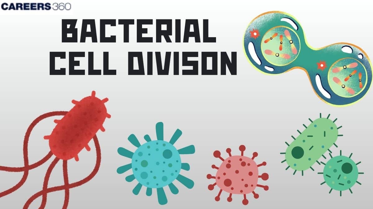 Bacterial Cell Division: The Cycle of the Ring