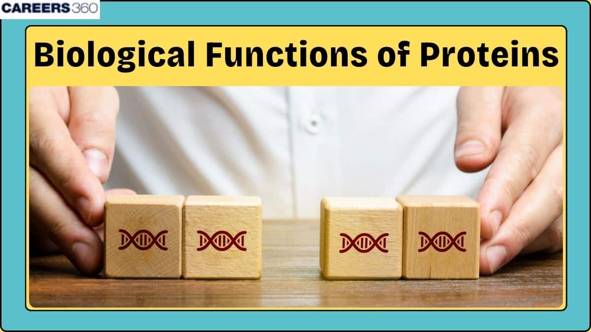 Biological Functions Of Proteins: Roles, Function, Importance