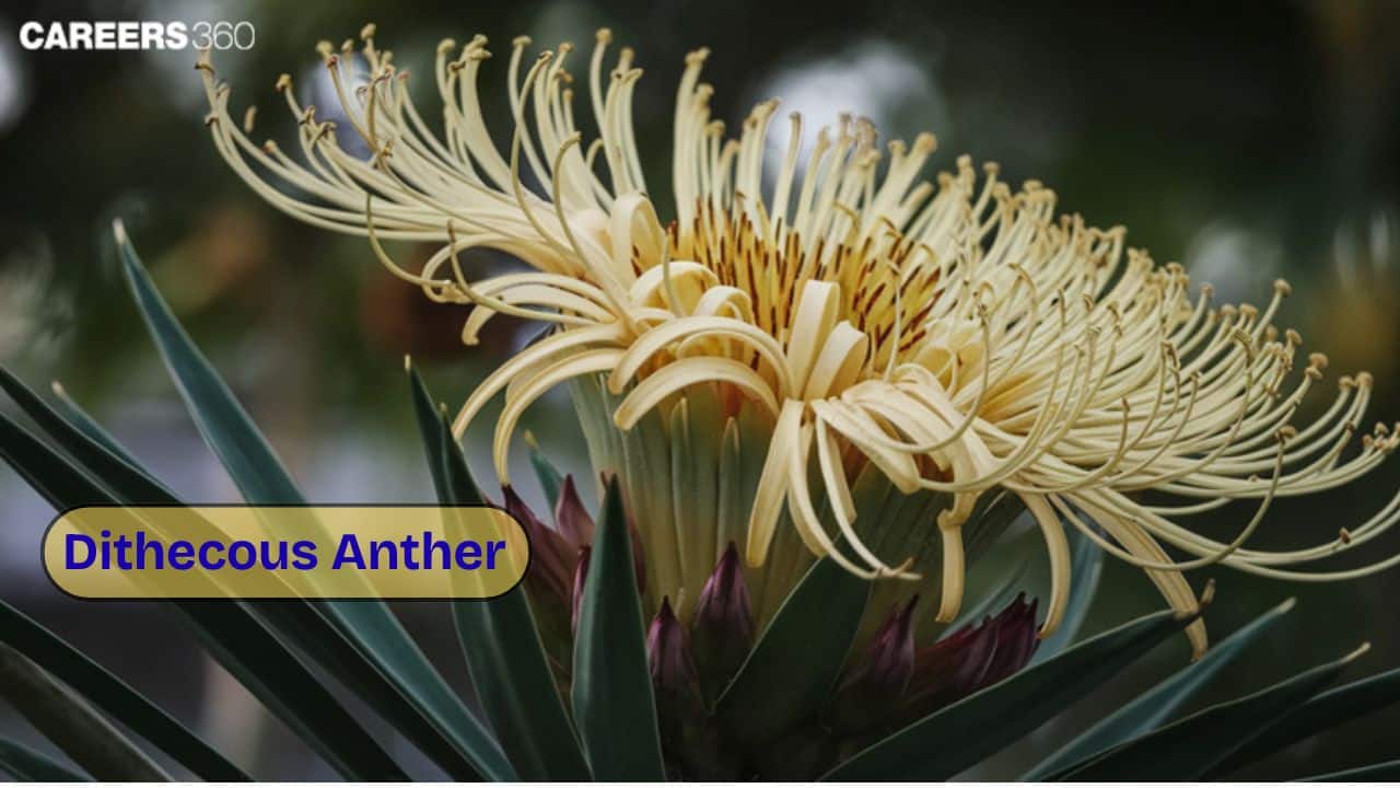 Anther is Dithecous or Not?, Structure of Dithecous Anther, Difference ...