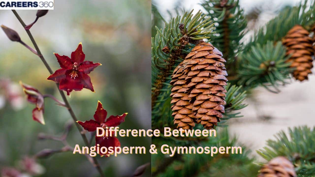 Difference Between Angiosperm and Gymnosperm, What is Angiosperm and ...