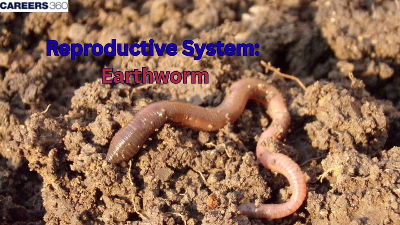 Earthworm Reproductive System – Structure, Segments, Clitellum & Ecology