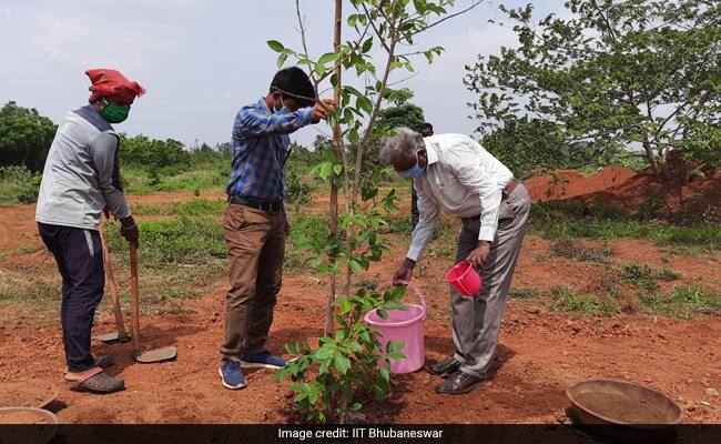 Environment Day 2020: Plantation Drive Organized At IIT Bhubaneswar