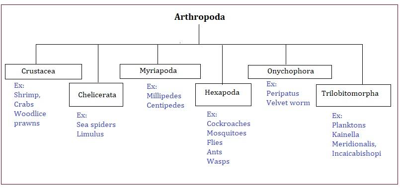 arthropoda - Overview, Structure, Properties & Uses