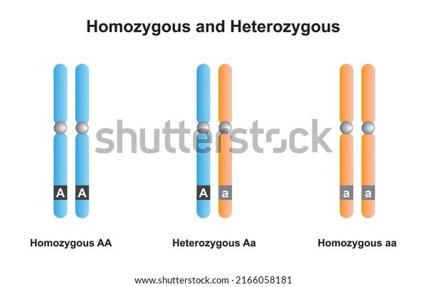 allele definition - Overview, Structure, Properties & Uses