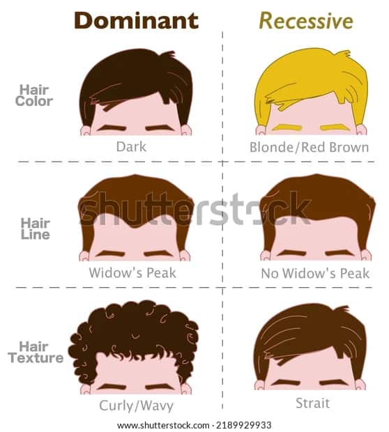 allele definition - Overview, Structure, Properties & Uses