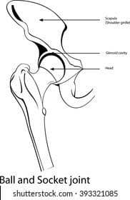 ball and socket joint - Overview, Structure, Properties & Uses