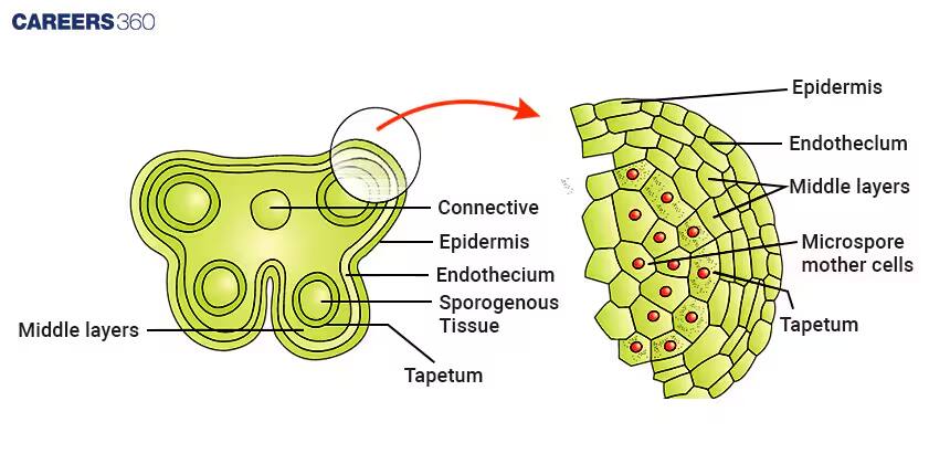Bilobed Anther - Structure of an Anther: Structure, Functions & FAQs