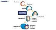 Embryology Overview Structure Properties Uses Embryology Overview Structure Properties Uses